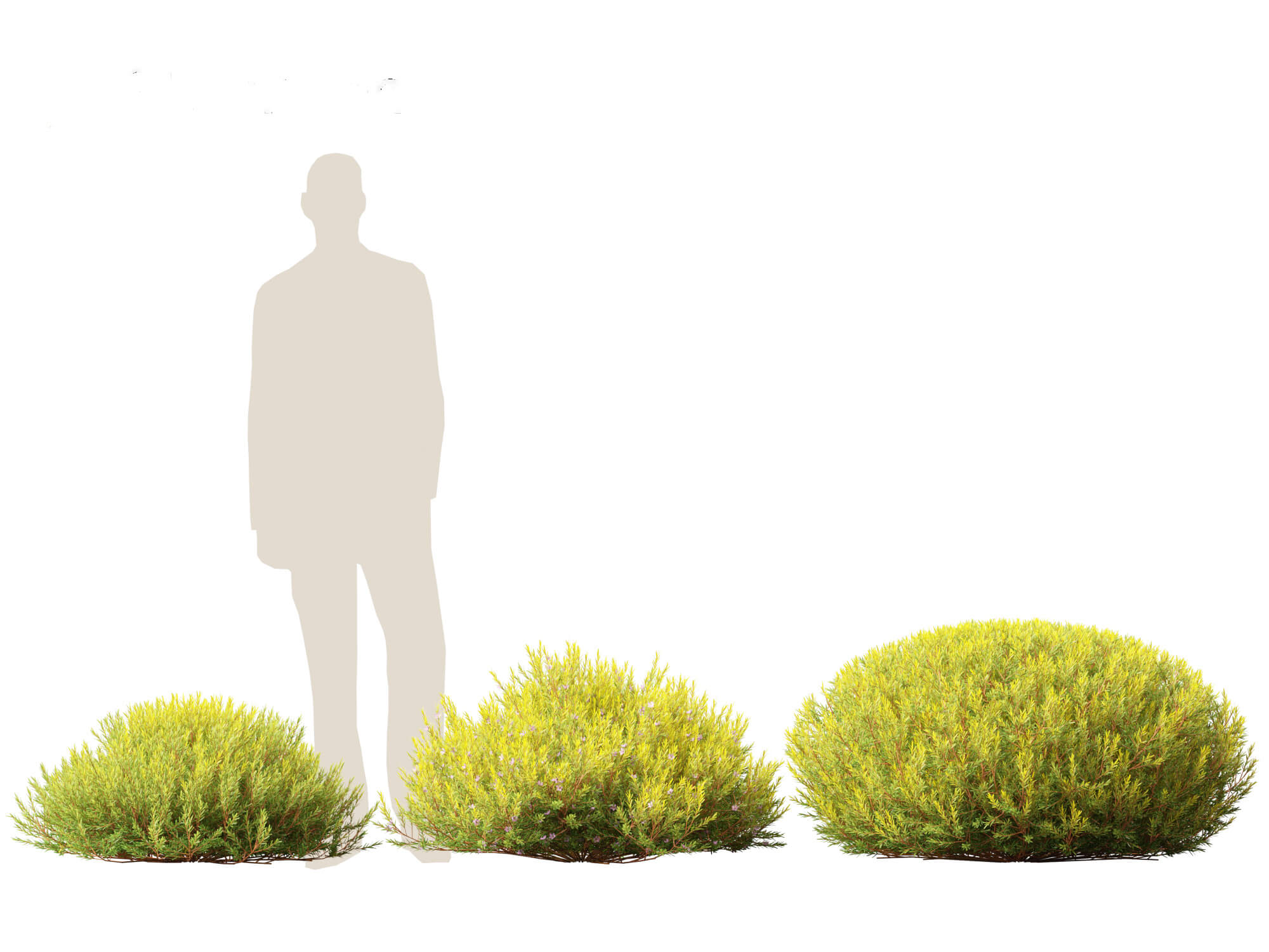 Coleonema Pulchellum Aurea - Golden Diosma 3D Model by 3dgardenplants