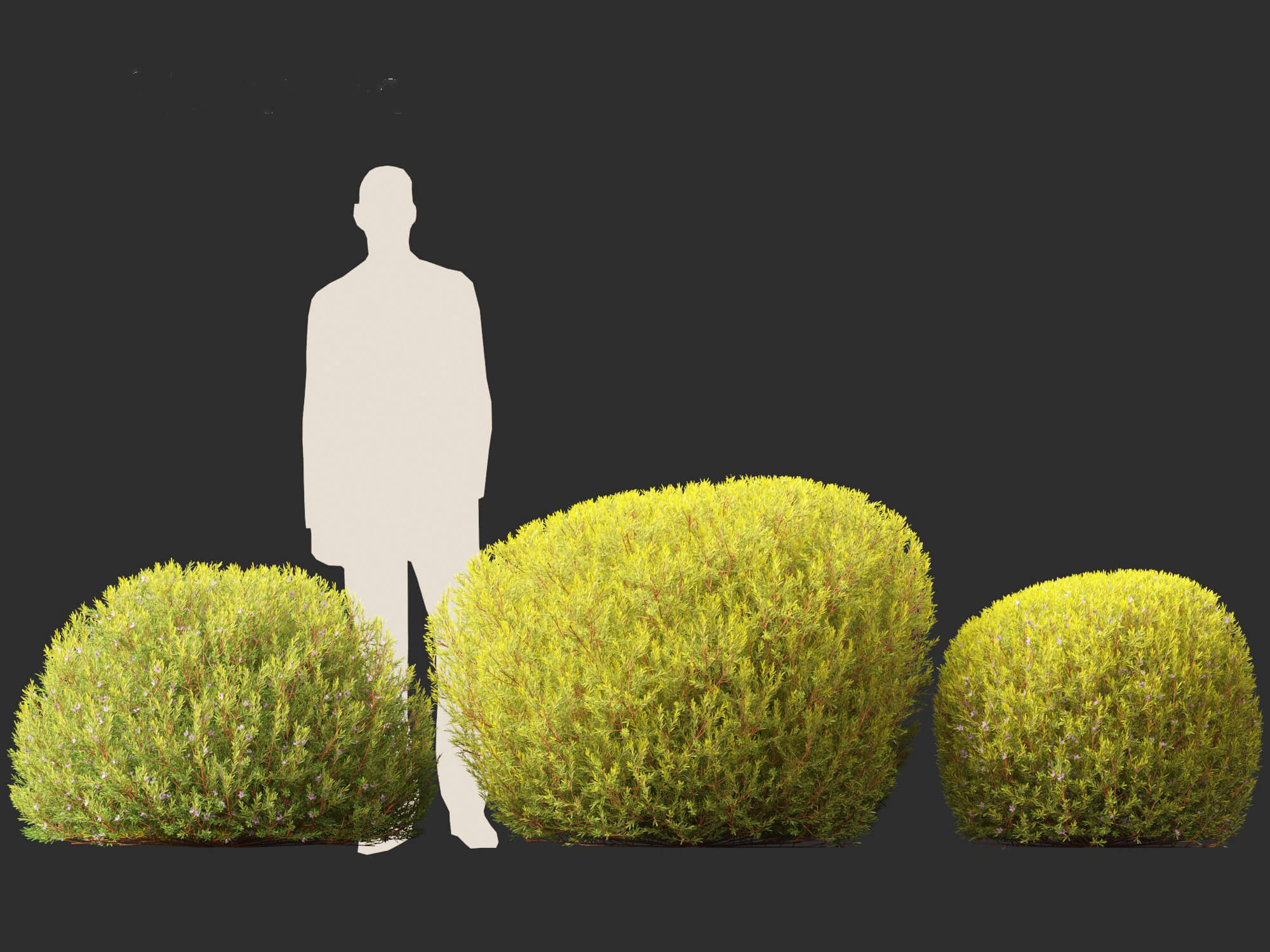 Coleonema Pulchellum Aurea - Golden Diosma 3D Model by 3dgardenplants