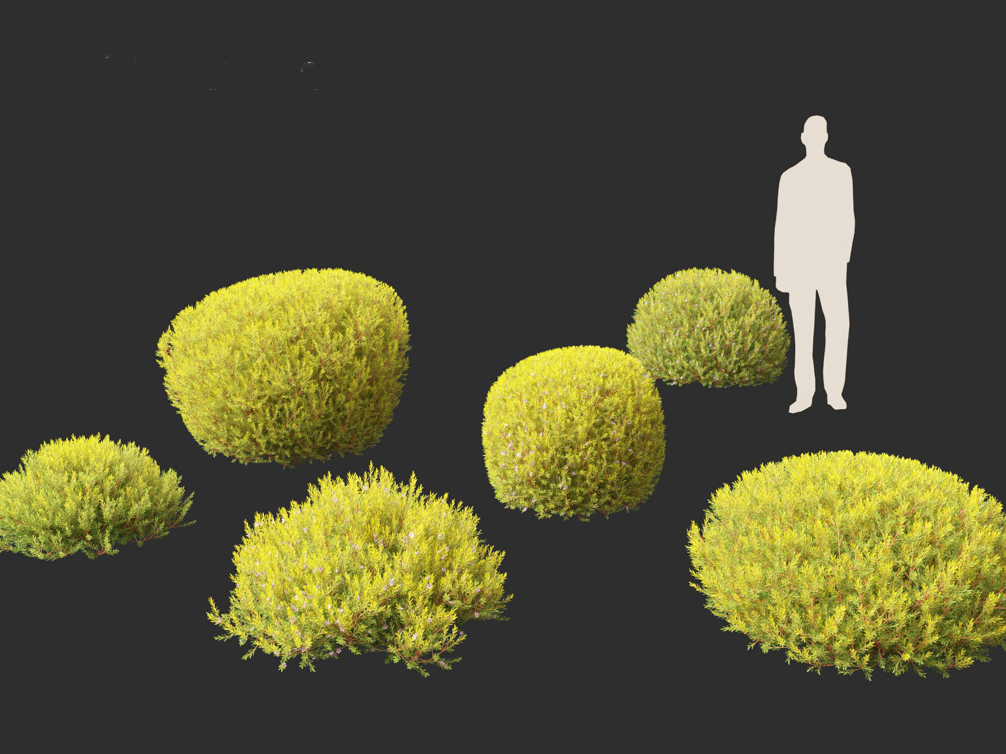 Coleonema Pulchellum Aurea - Golden Diosma 3D Model by 3dgardenplants