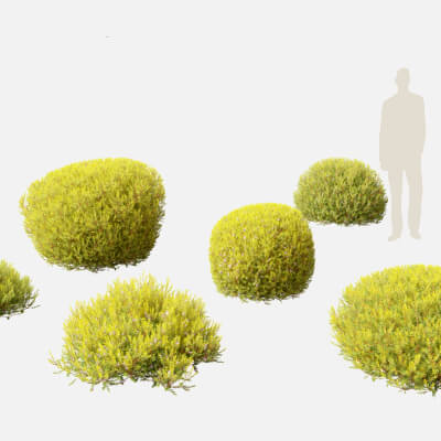 Coleonema Pulchellum Aurea - Golden Diosma 3D Model by 3dgardenplants