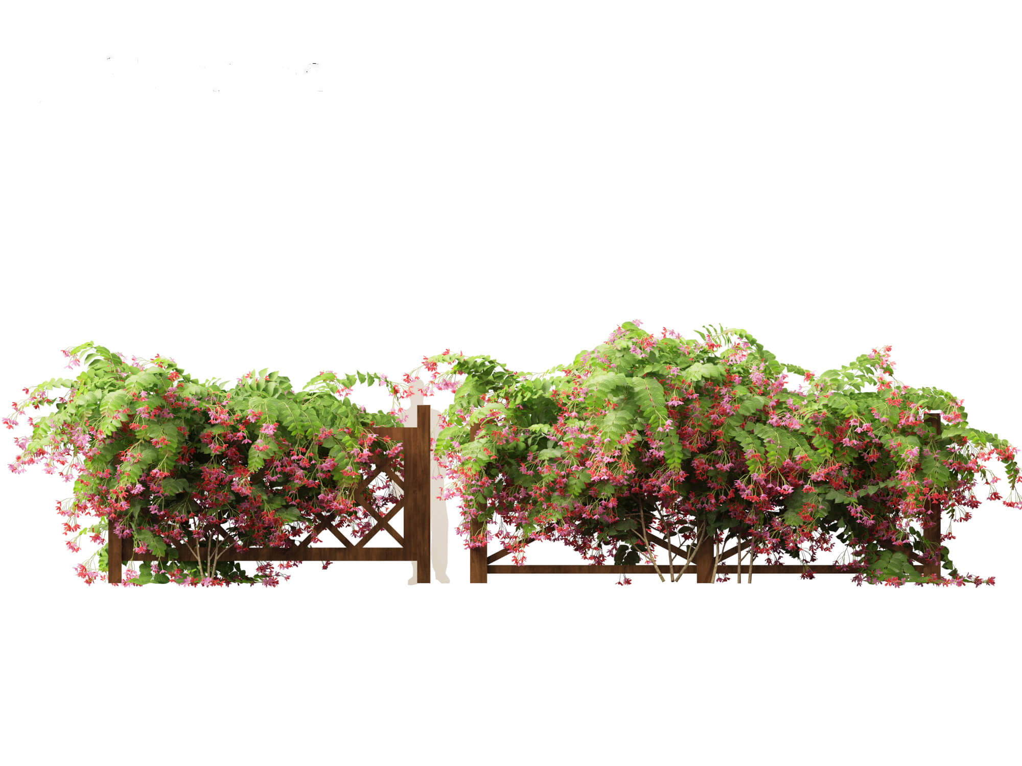 Combretum Indicum - Rangoon Creeper 3D Model by 3dgardenplants