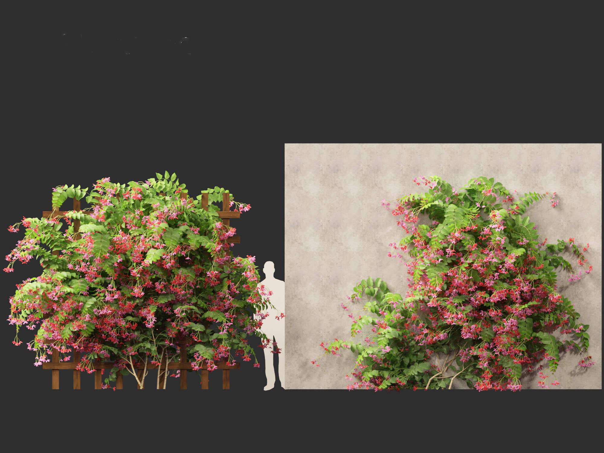 Combretum Indicum - Rangoon Creeper 3D Model by 3dgardenplants