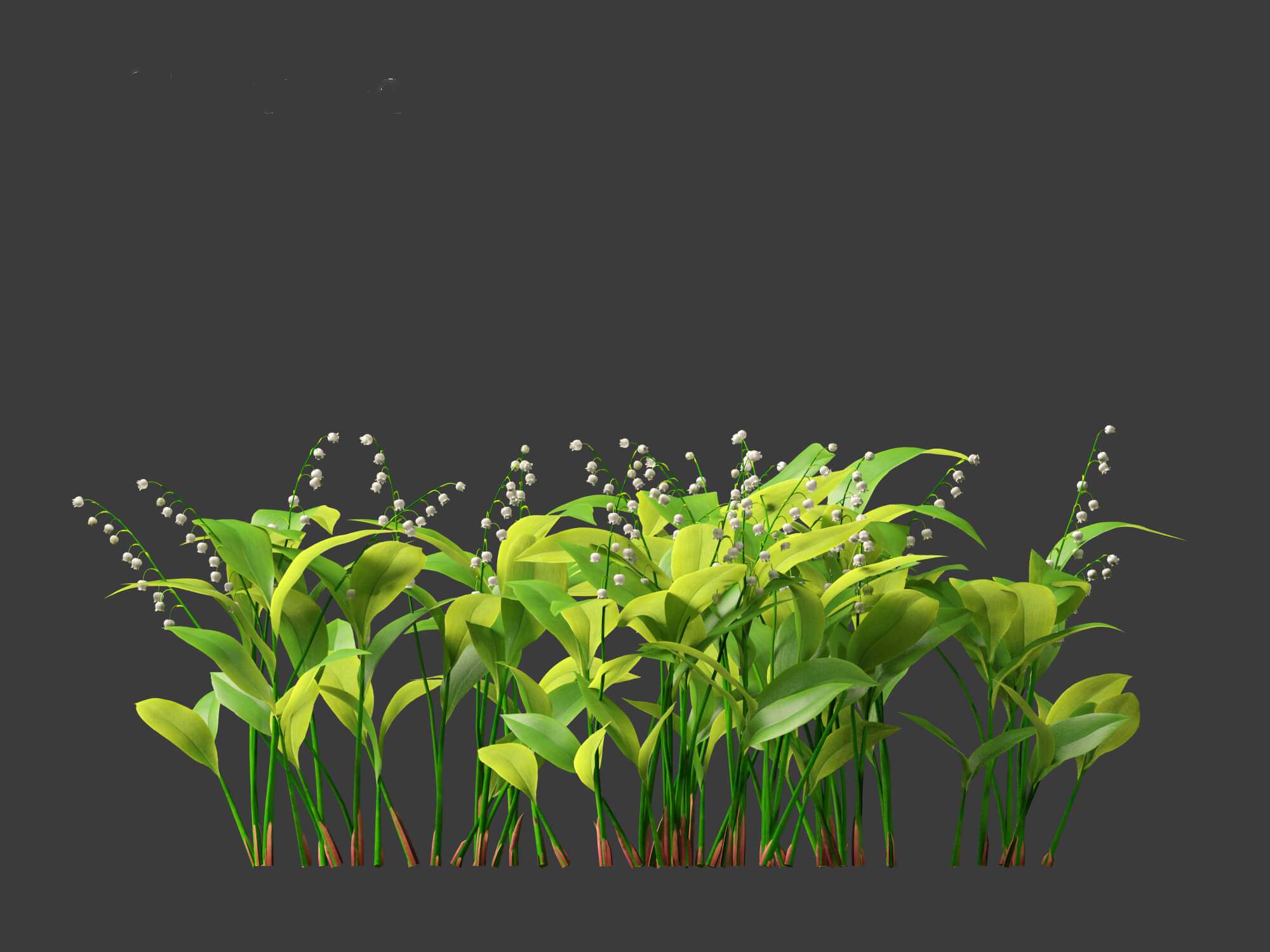 Convallaria Majalis - Lily-Of-The-Valley 01 3D Model by 3dgardenplants