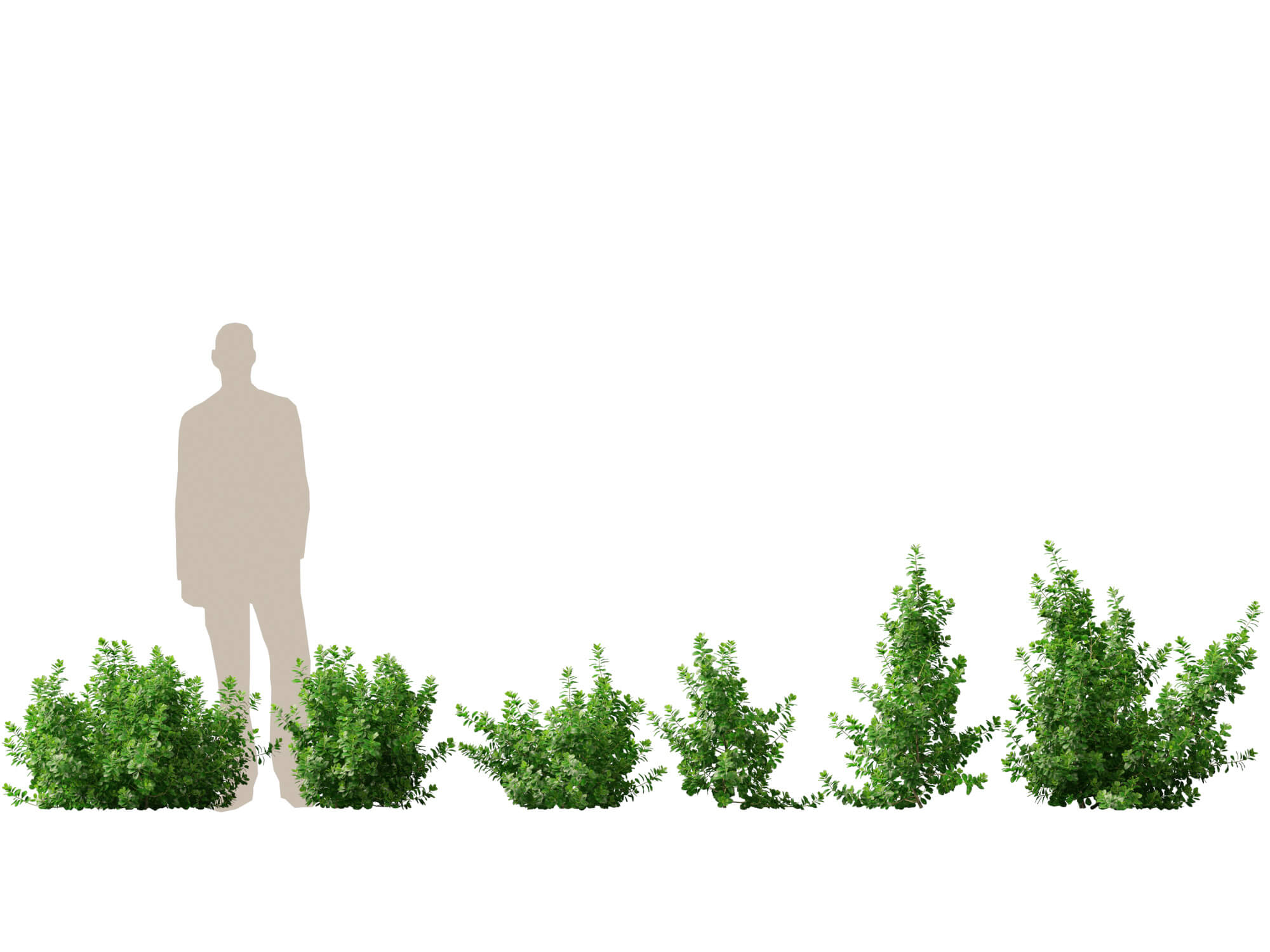 Coprosma Repens - New Zealand Laurel 3D Model by 3dgardenplants