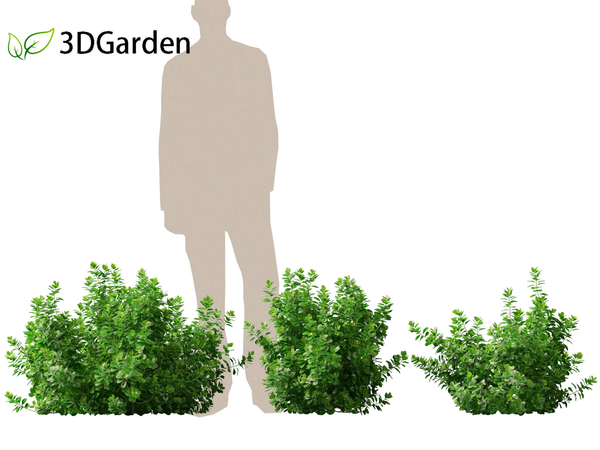 Coprosma Repens - New Zealand Laurel 3D Model by 3dgardenplants