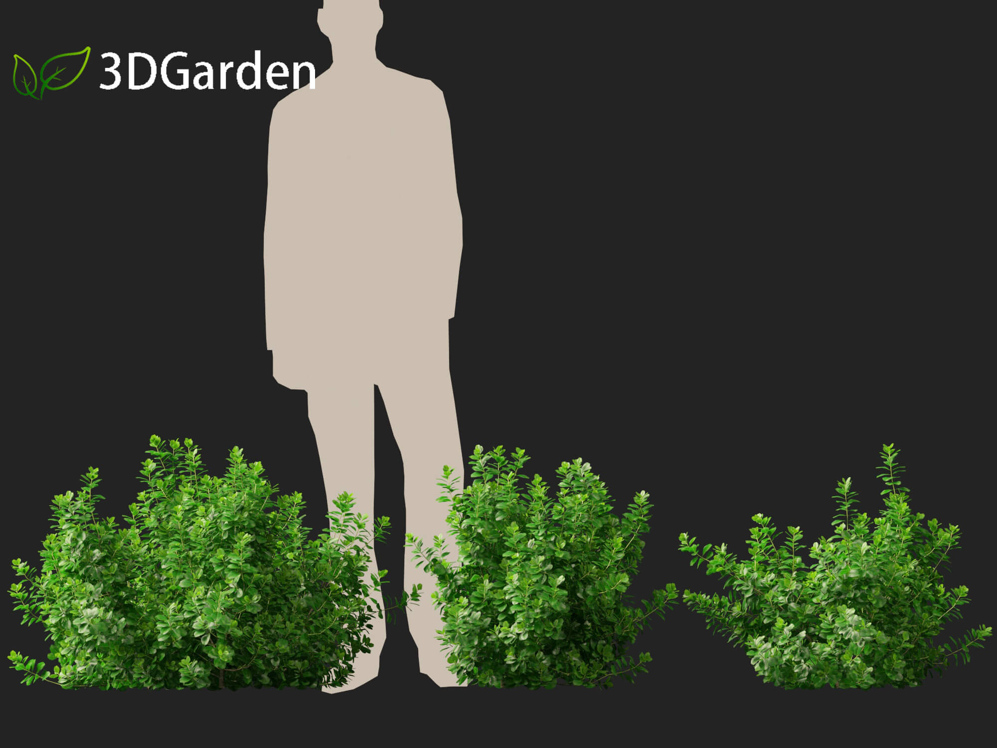 Coprosma Repens - New Zealand Laurel 3D Model by 3dgardenplants