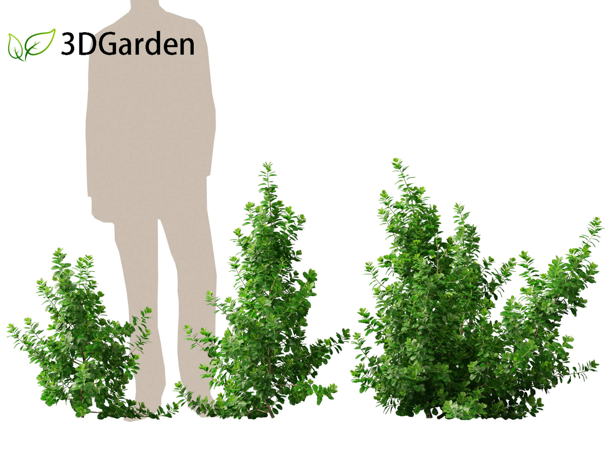 Coprosma Repens - New Zealand Laurel 3D Model by 3dgardenplants