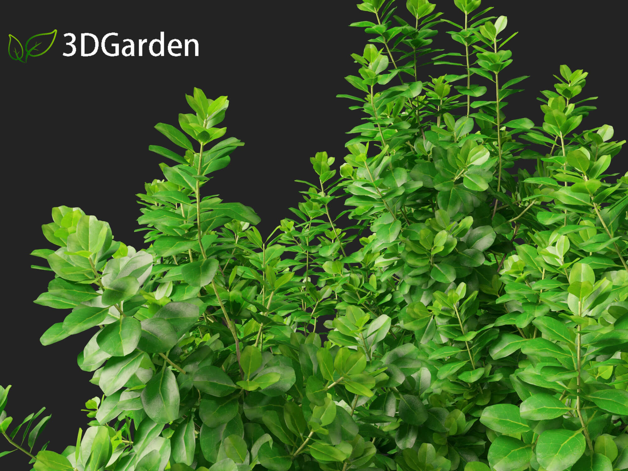 Coprosma Repens - New Zealand Laurel 3D Model by 3dgardenplants
