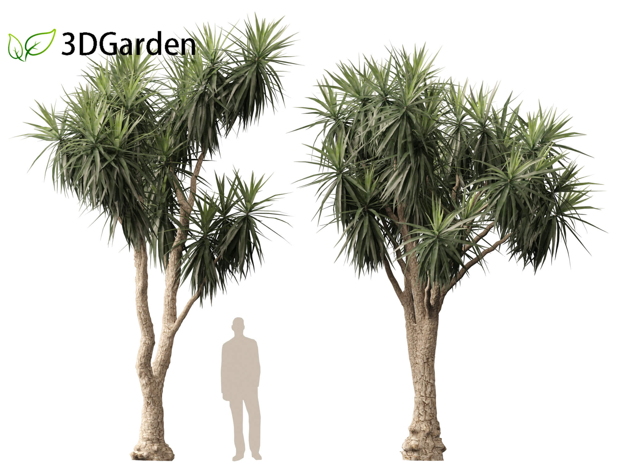 Cordyline Australis - Giant Dracaena 3D Model by 3dgardenplants