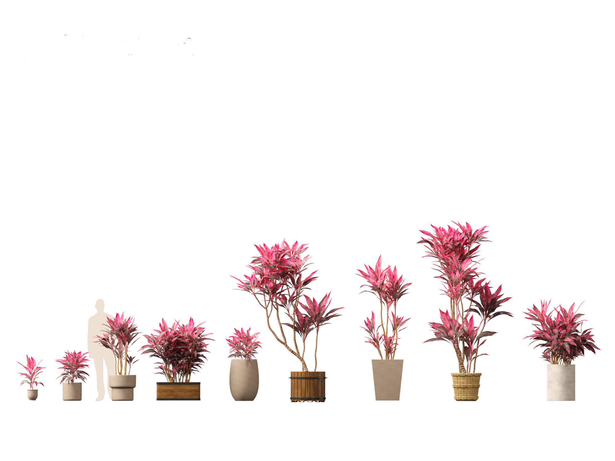 Cordyline Rubra - Palm Lily 02 3D Model by 3dgardenplants