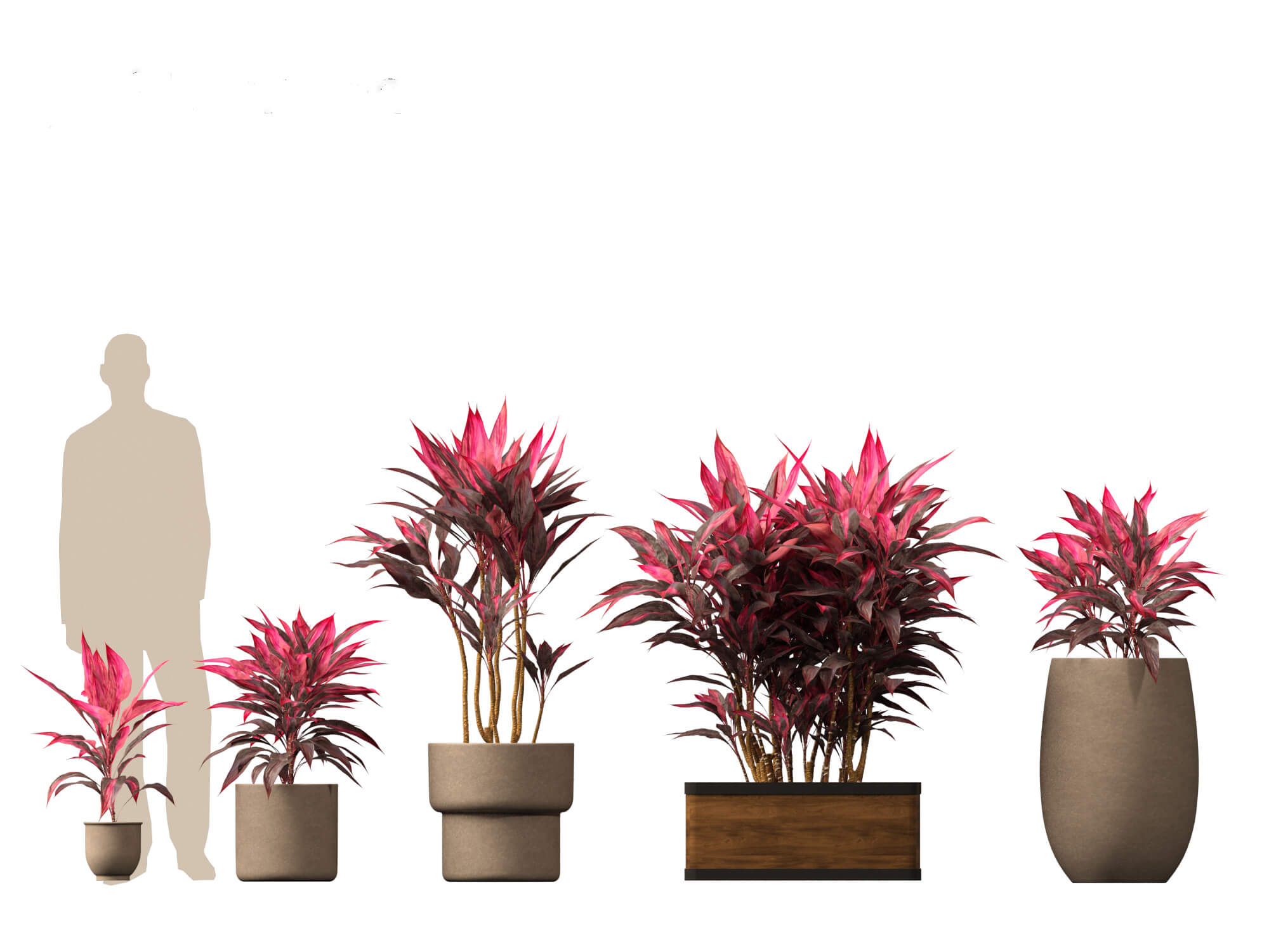 Cordyline Rubra - Palm Lily 02 3D Model by 3dgardenplants