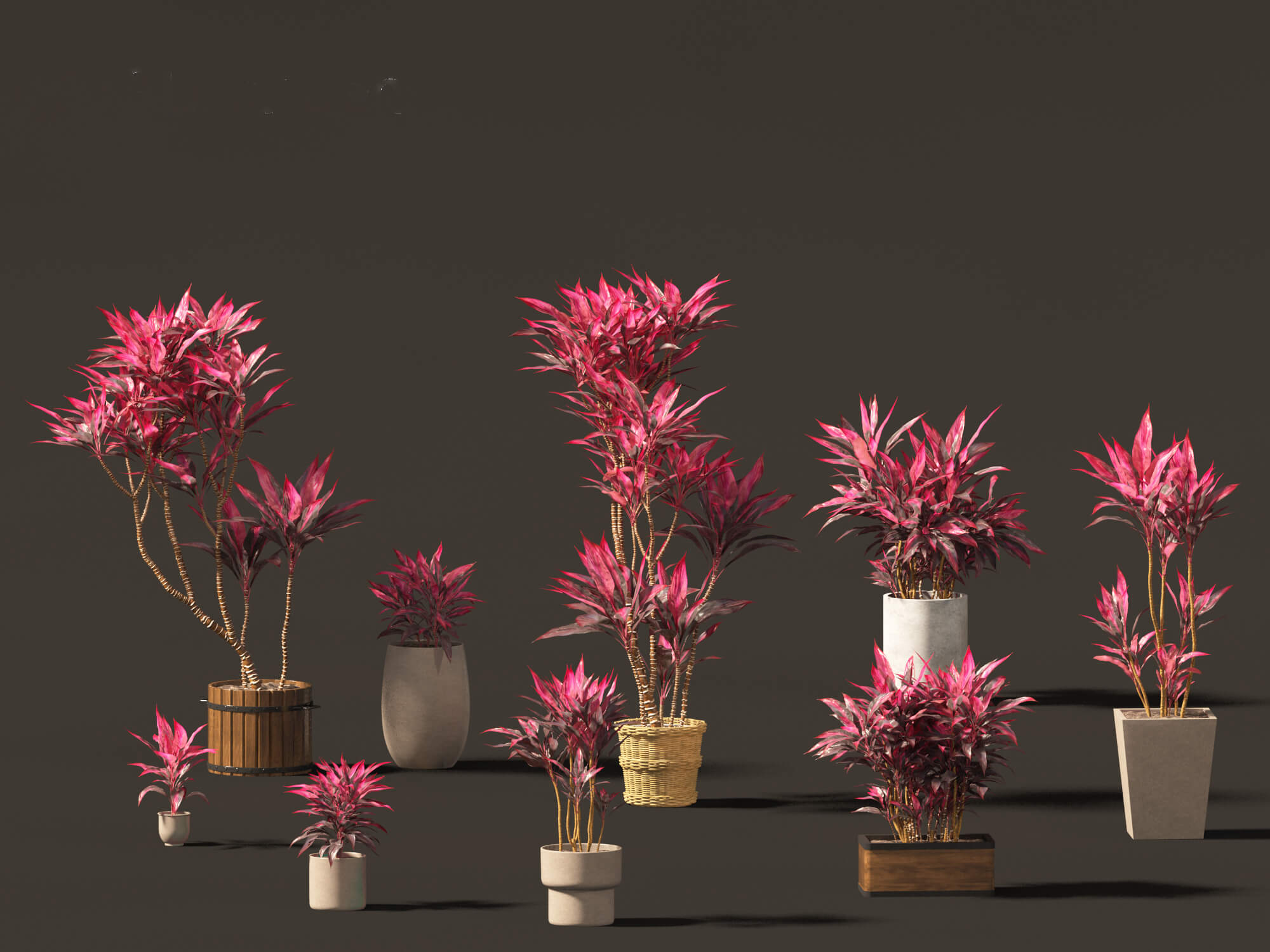 Cordyline Rubra - Palm Lily 02 3D Model by 3dgardenplants