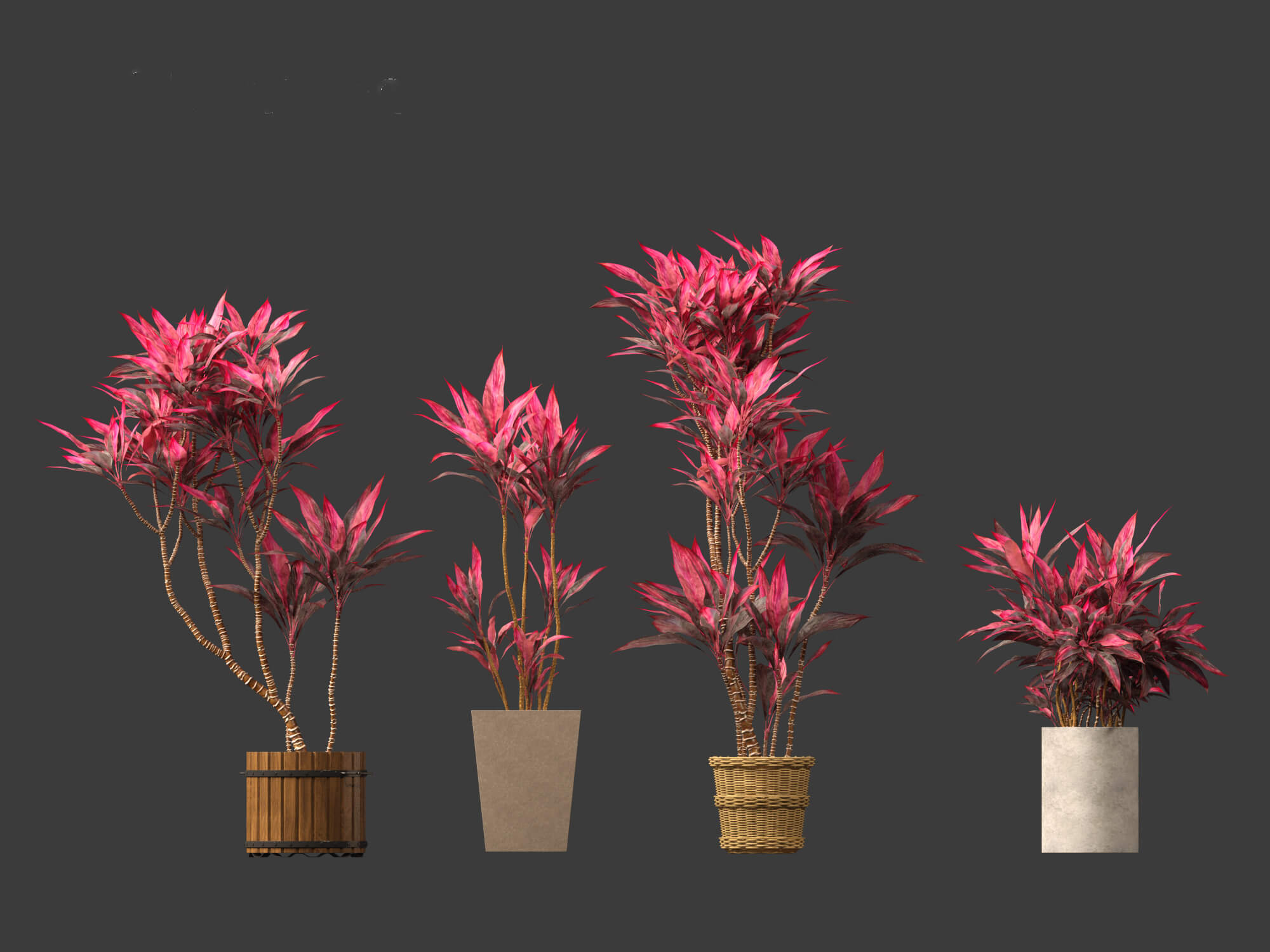 Cordyline Rubra - Palm Lily 02 3D Model by 3dgardenplants