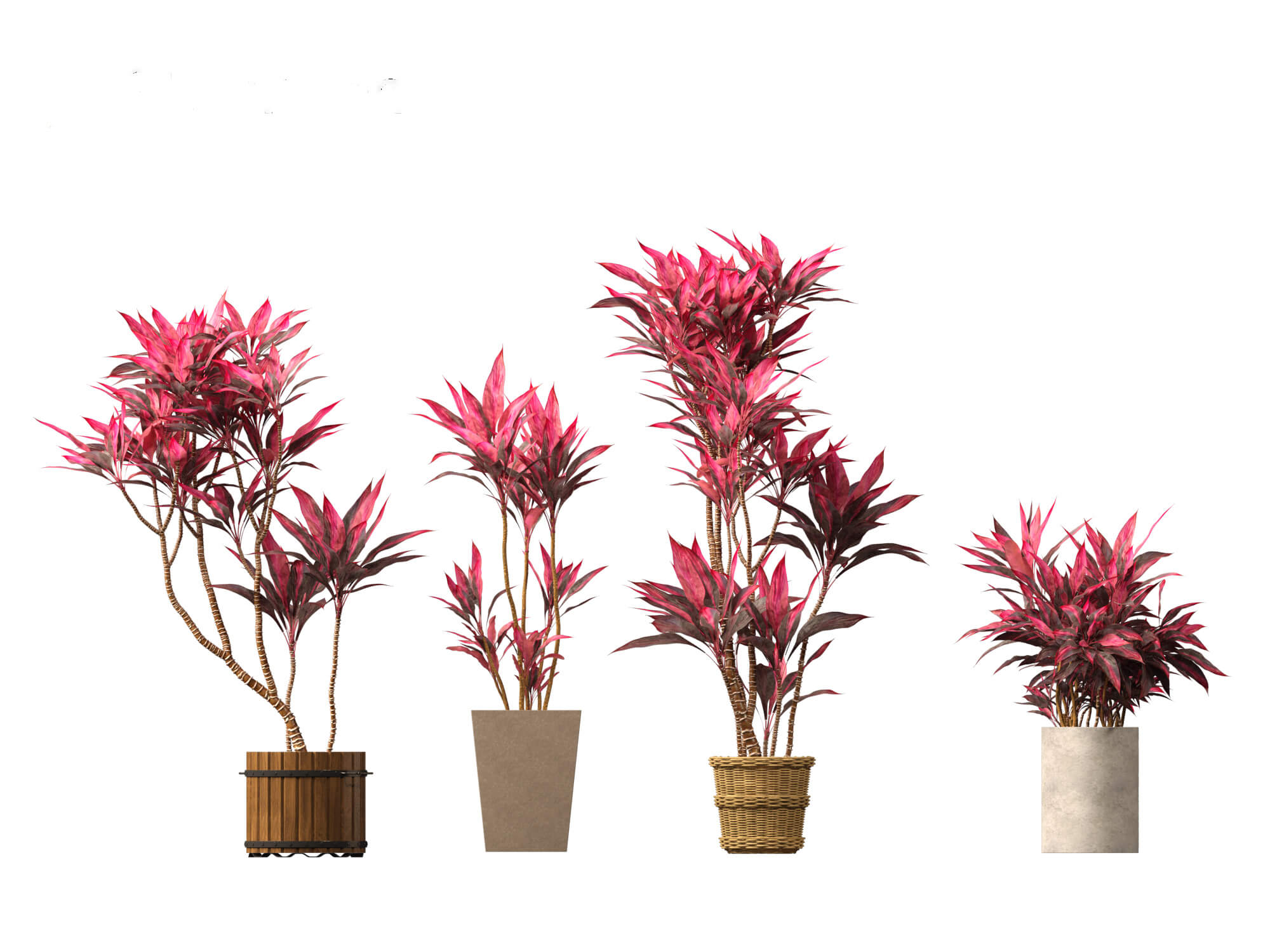 Cordyline Rubra - Palm Lily 02 3D Model by 3dgardenplants