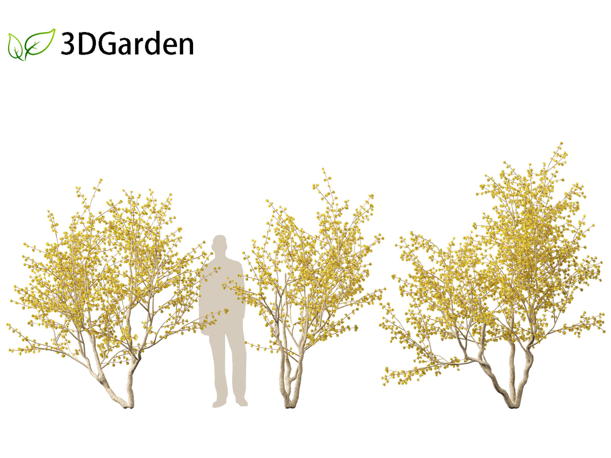 Cornus Mas - Cornelian Cherry 02 3D Model by 3dgardenplants