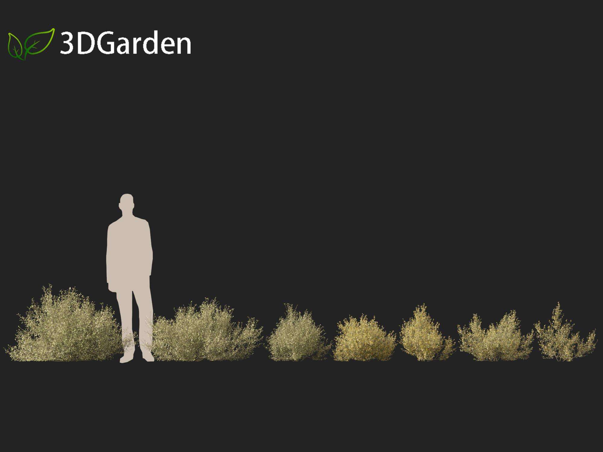 Corokia Cotoneaster - Wire-Netting Bush 3D Model by 3dgardenplants