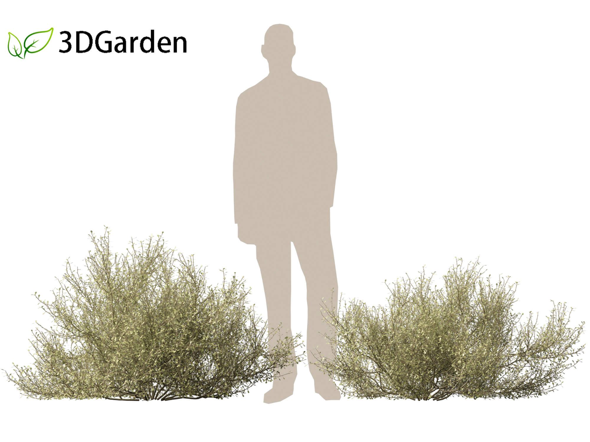 Corokia Cotoneaster - Wire-Netting Bush 3D Model by 3dgardenplants