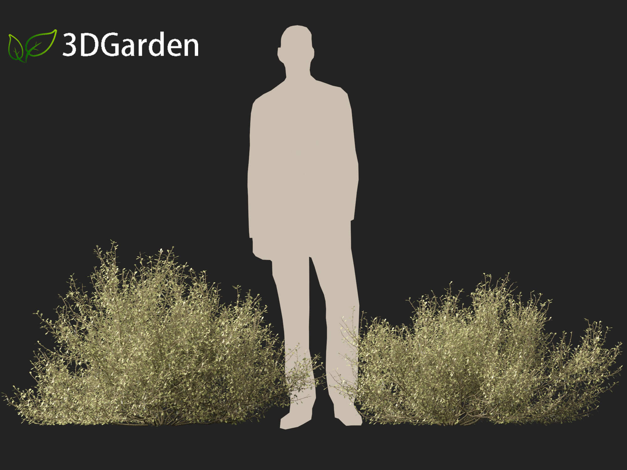 Corokia Cotoneaster - Wire-Netting Bush 3D Model by 3dgardenplants