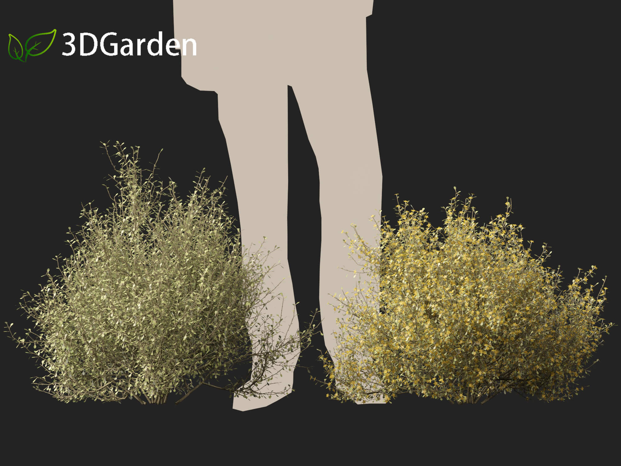 Corokia Cotoneaster - Wire-Netting Bush 3D Model by 3dgardenplants