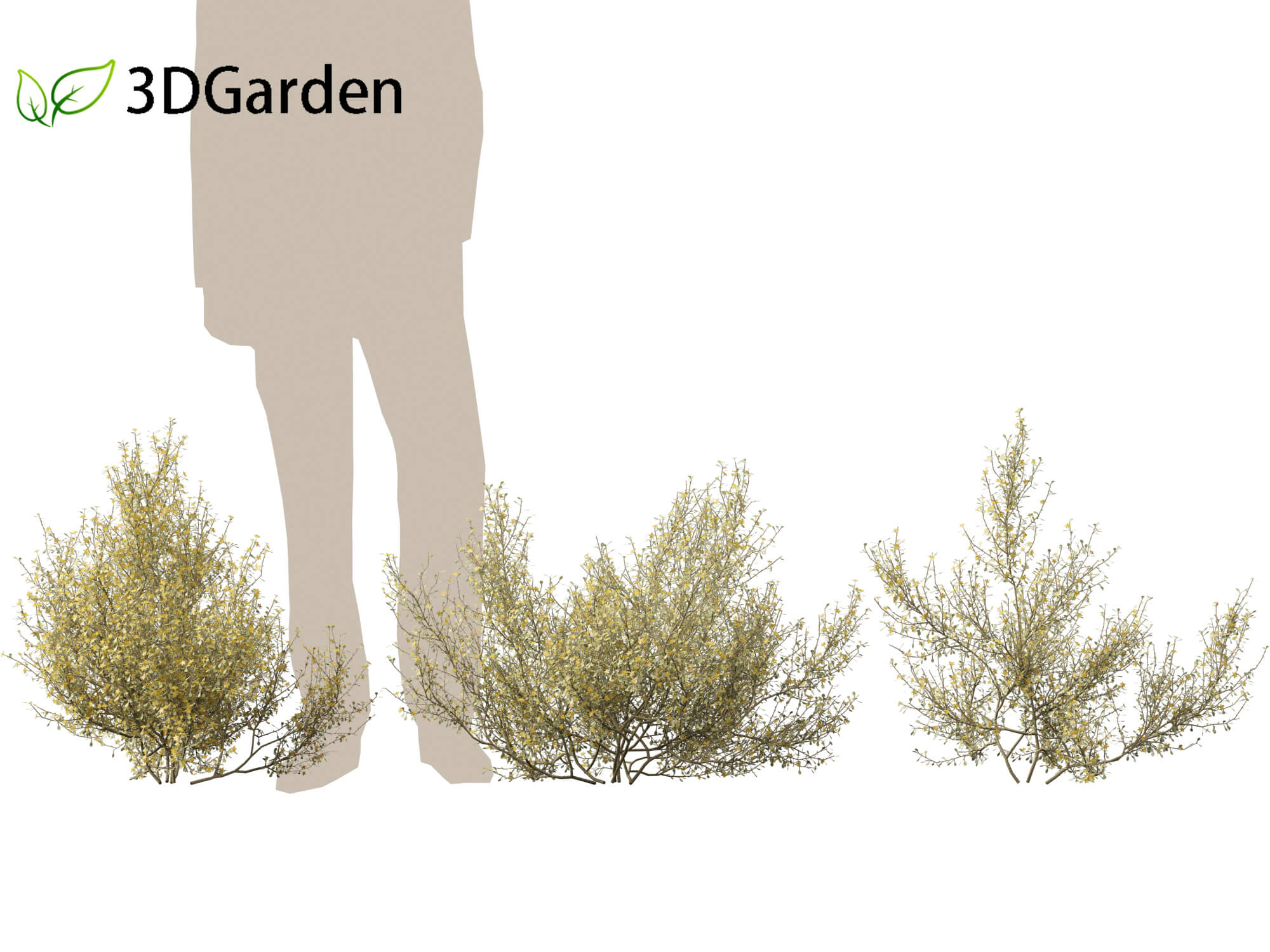 Corokia Cotoneaster - Wire-Netting Bush 3D Model by 3dgardenplants