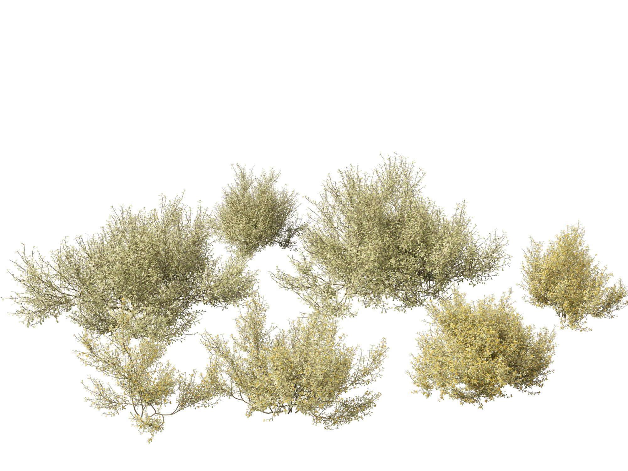 Corokia Cotoneaster - Wire-Netting Bush 3D Model by 3dgardenplants