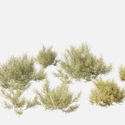 Corokia Cotoneaster - Wire-Netting Bush 3D Model by 3dgardenplants