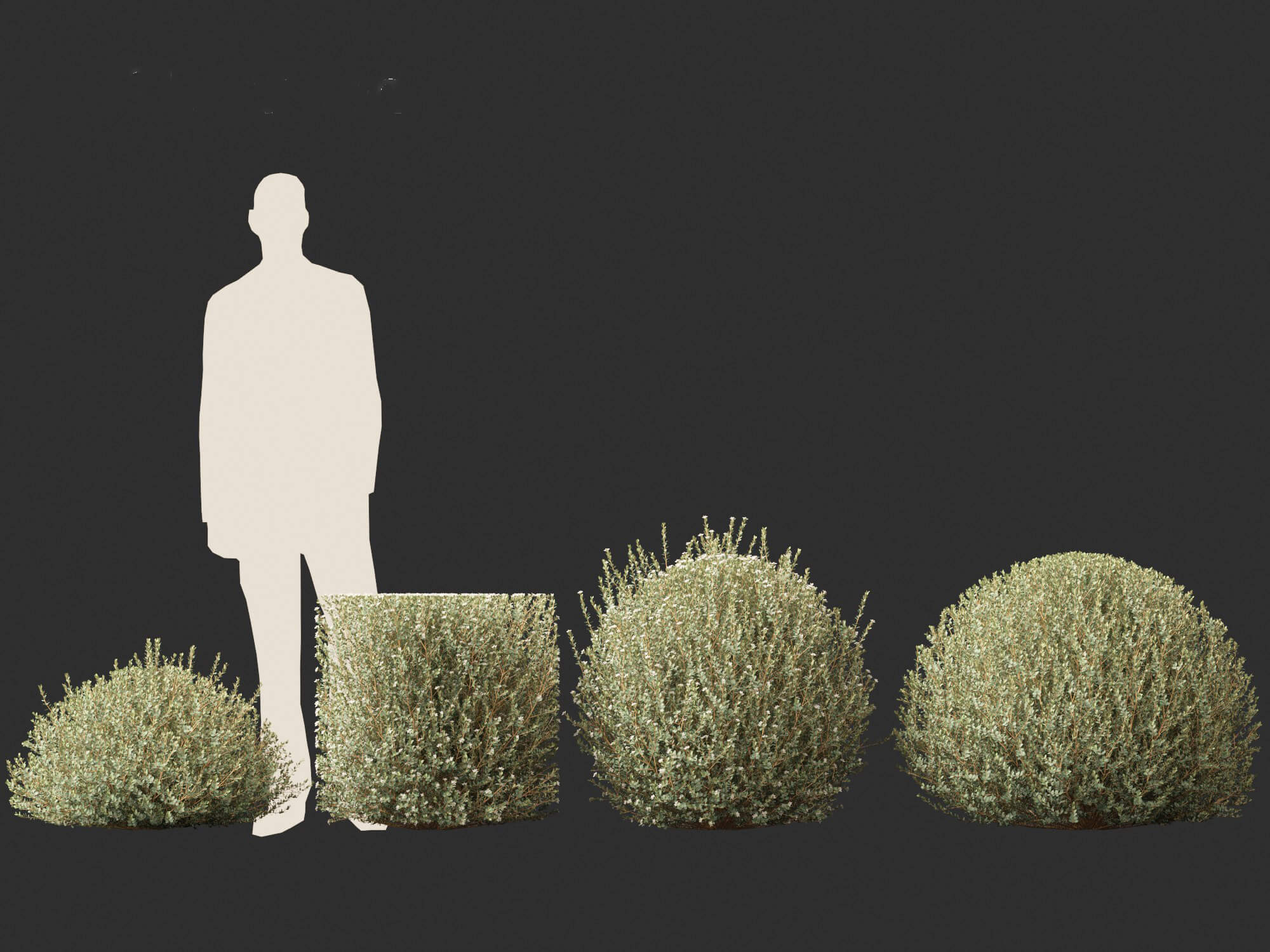 Correa Alba - White Correa 3D Model by 3dgardenplants