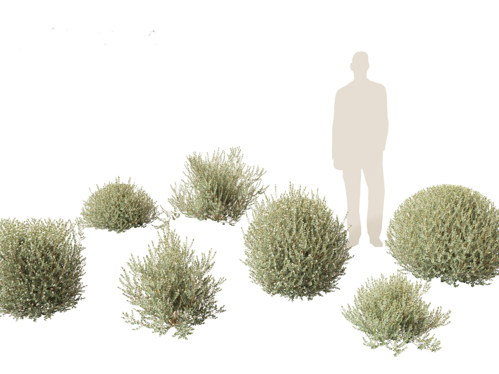 Correa Alba - White Correa 3D Model by 3dgardenplants