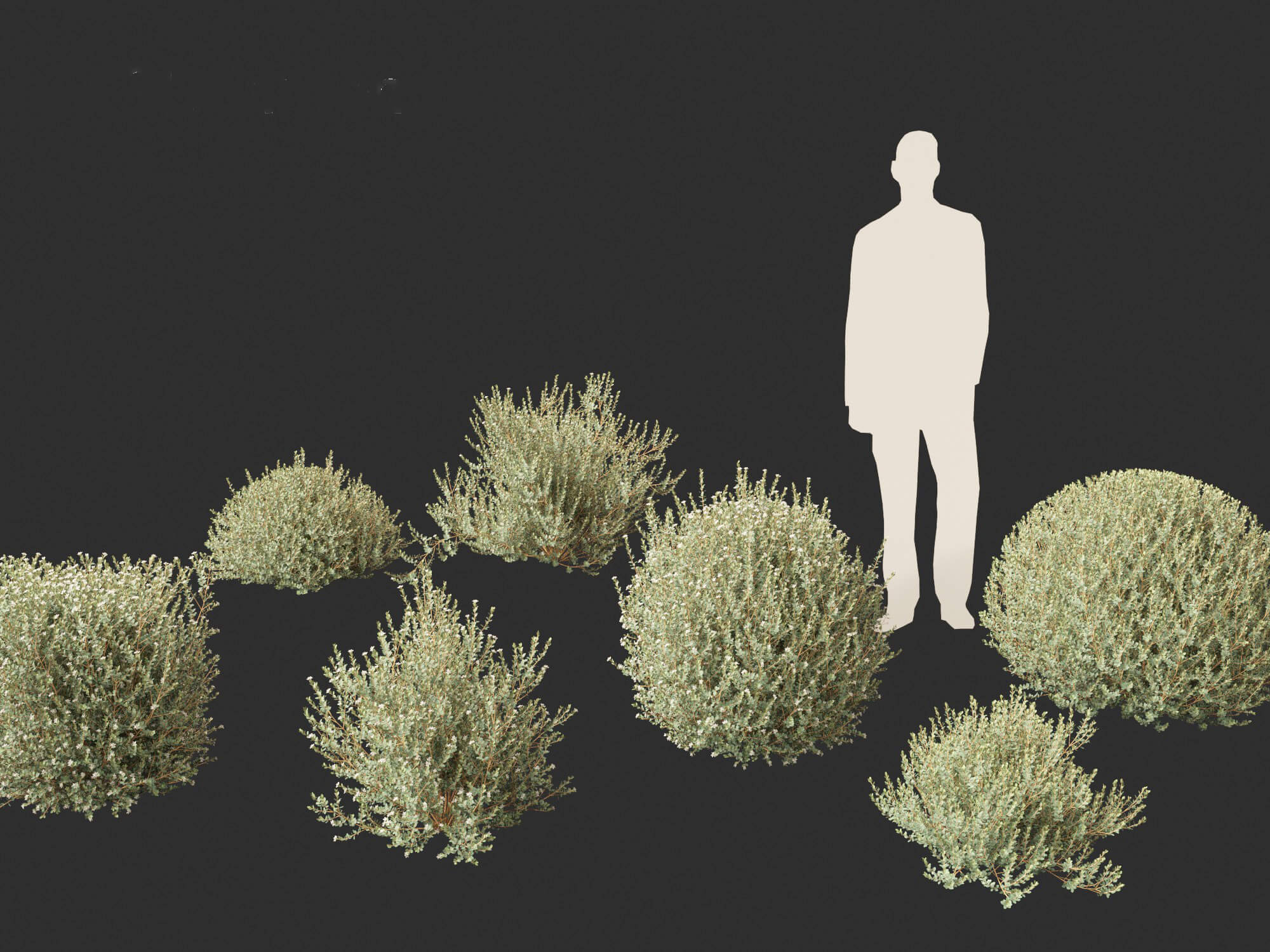 Correa Alba - White Correa 3D Model by 3dgardenplants