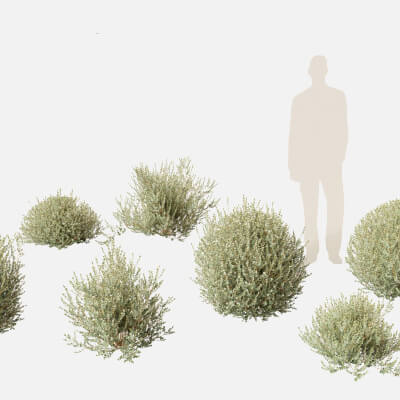 Correa Alba - White Correa 3D Model by 3dgardenplants
