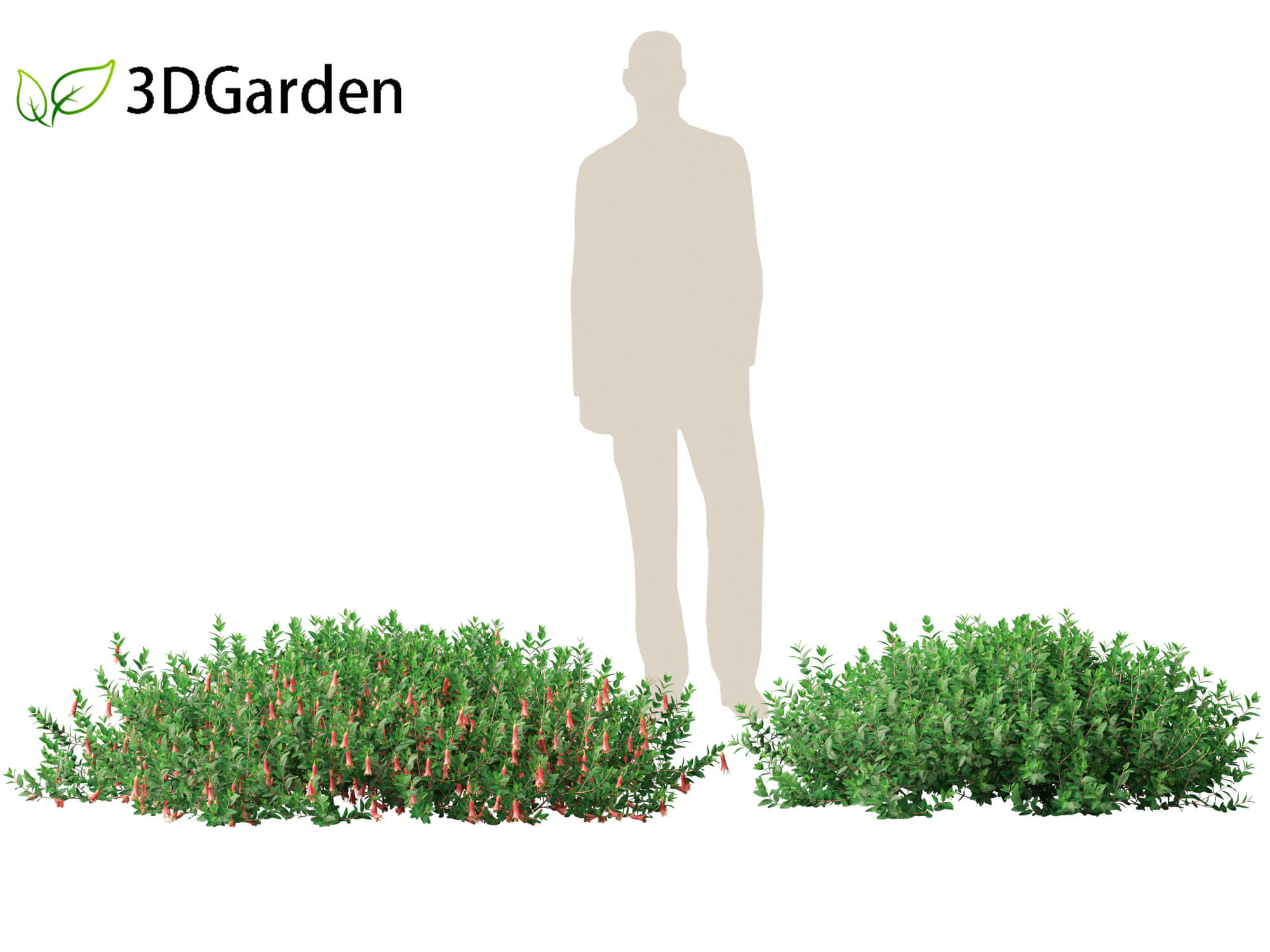 Correa Dusky Bells – Native Fuchsia - 3D Model by 3dgardenplants