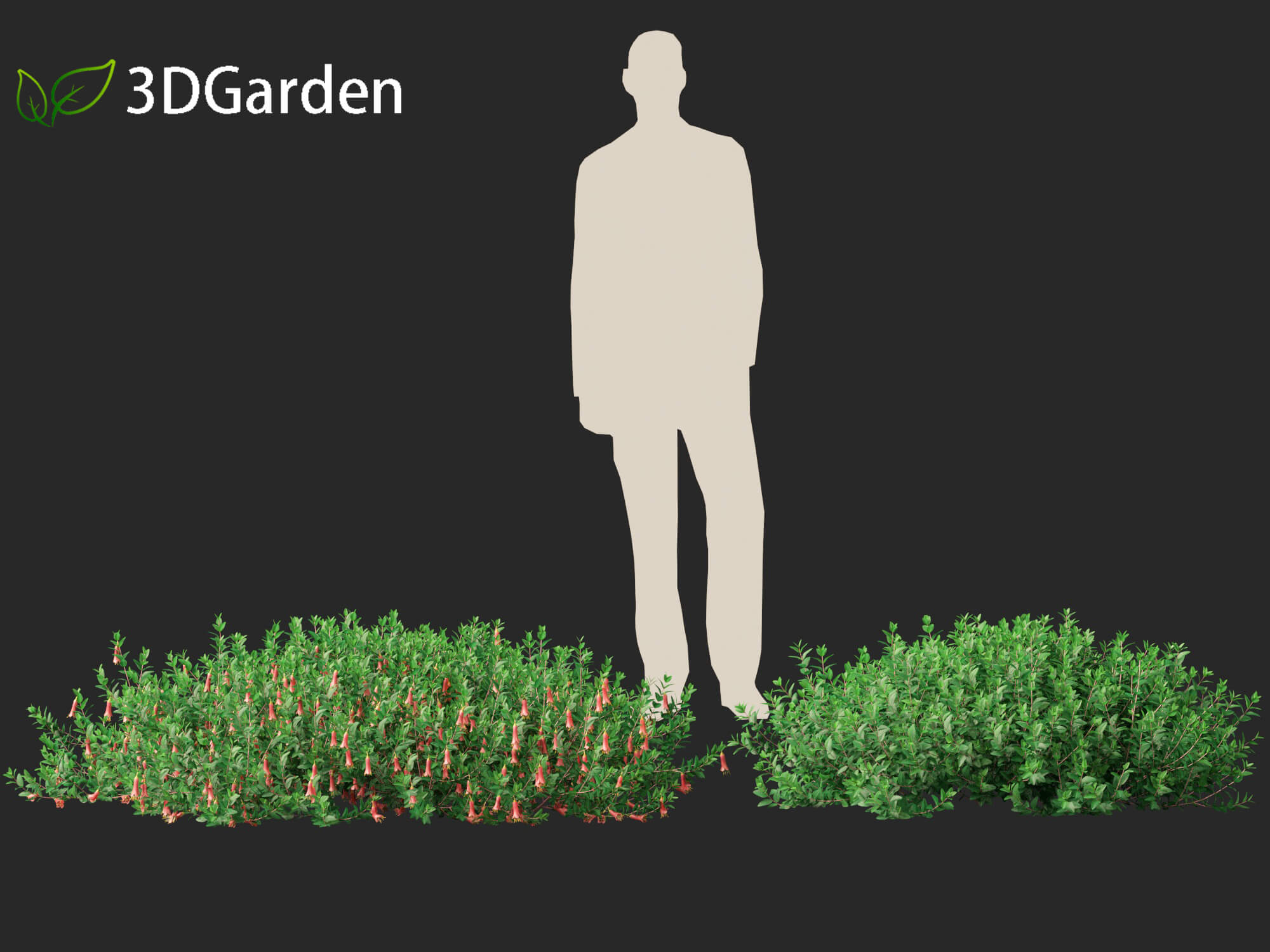 Correa Dusky Bells – Native Fuchsia - 3D Model by 3dgardenplants