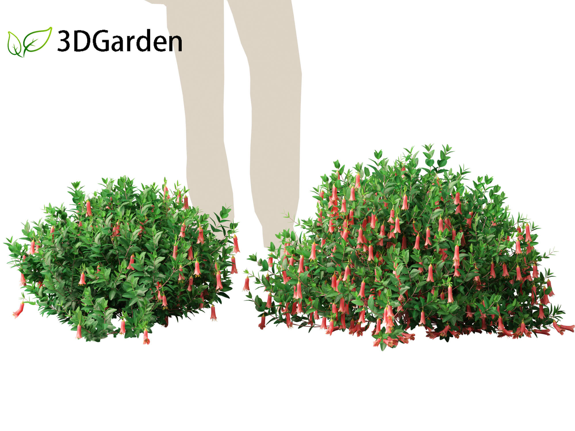 Correa Dusky Bells – Native Fuchsia - 3D Model by 3dgardenplants