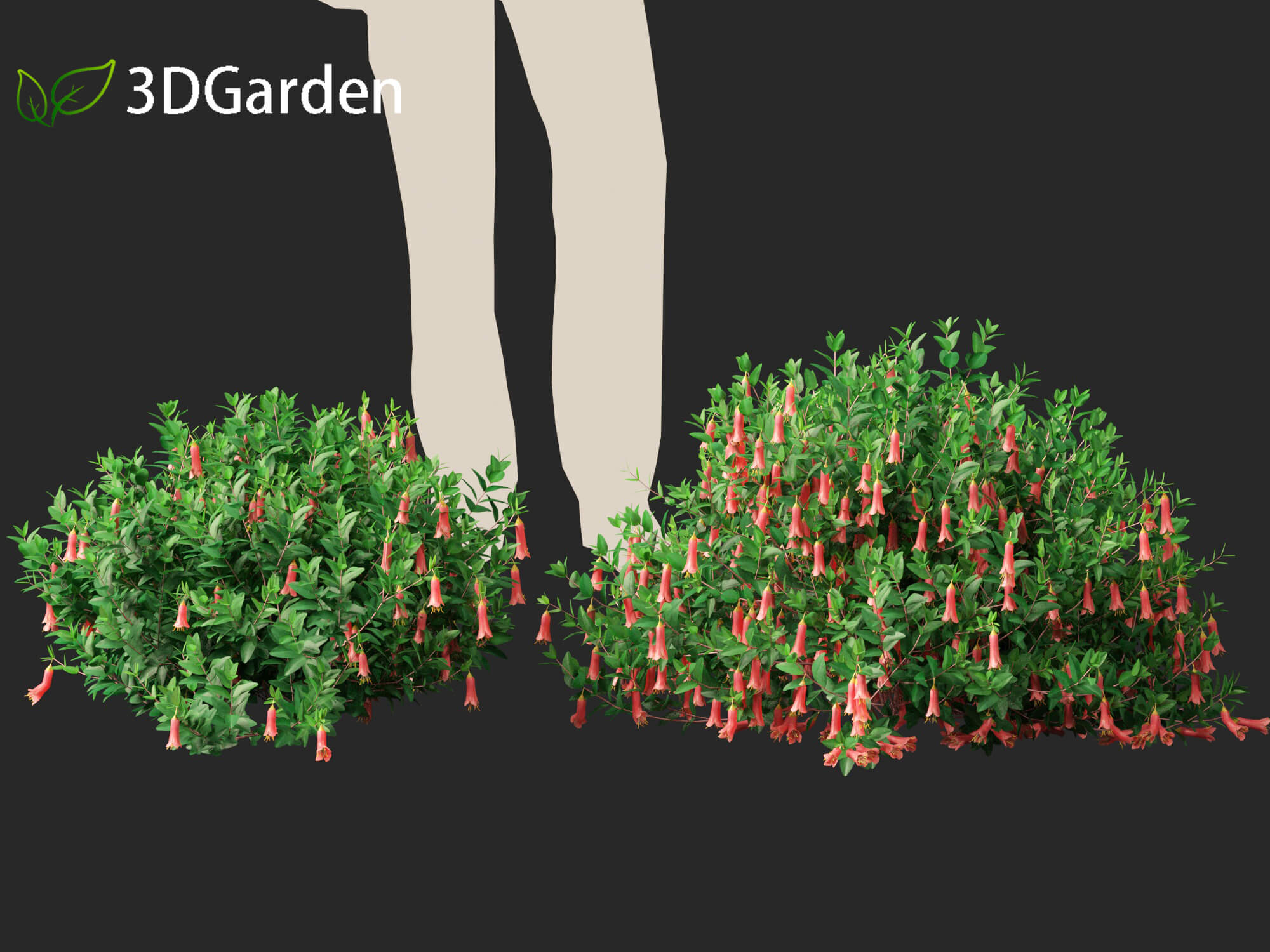 Correa Dusky Bells – Native Fuchsia - 3D Model by 3dgardenplants