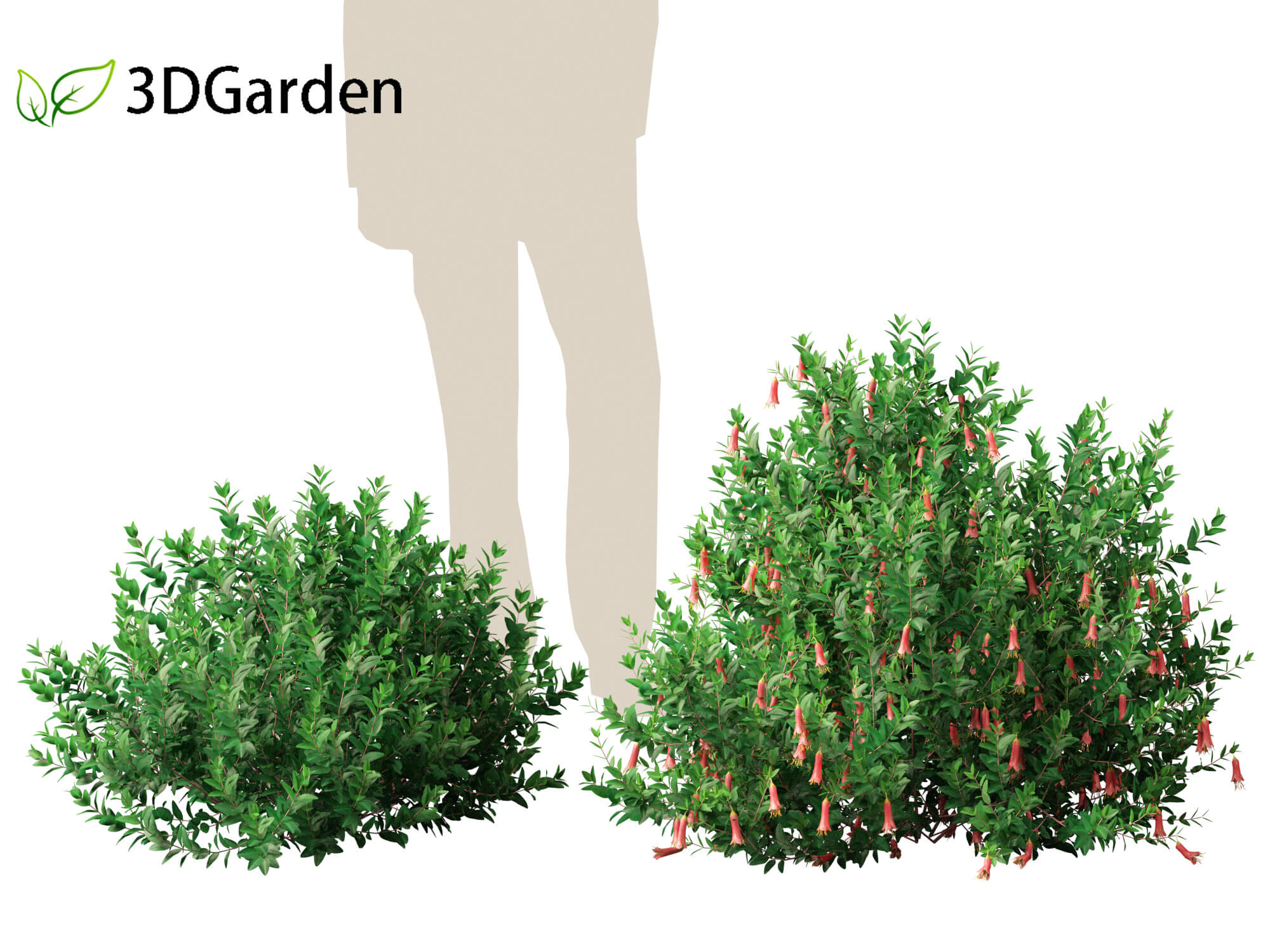 Correa Dusky Bells – Native Fuchsia - 3D Model by 3dgardenplants