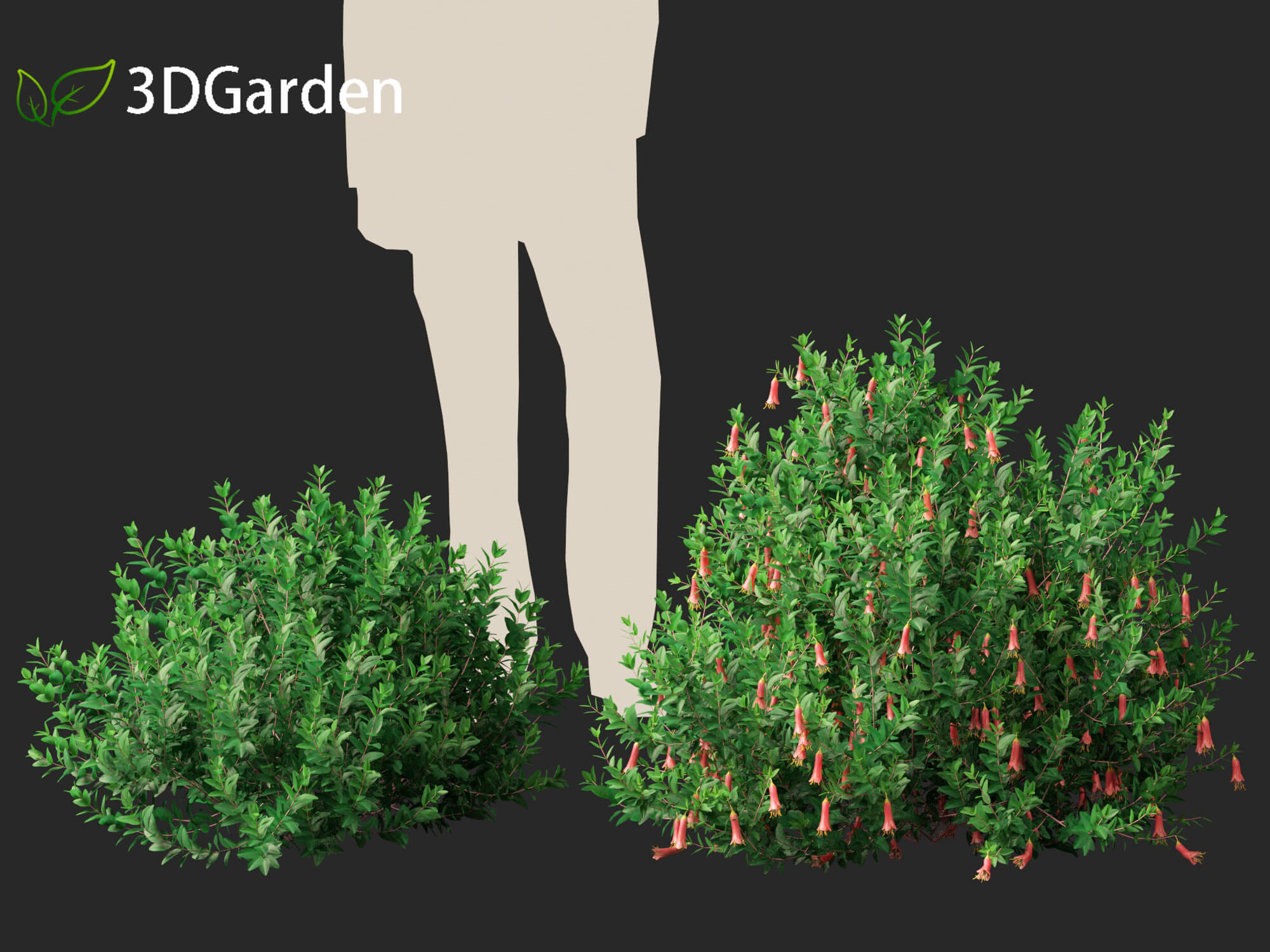 Correa Dusky Bells – Native Fuchsia - 3D Model by 3dgardenplants