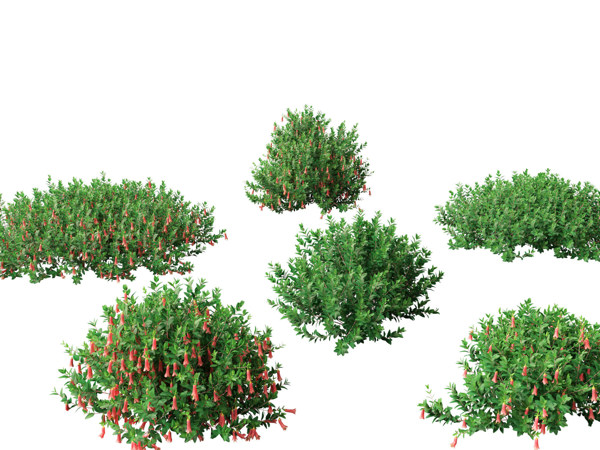 Correa Dusky Bells – Native Fuchsia - 3D Model by 3dgardenplants