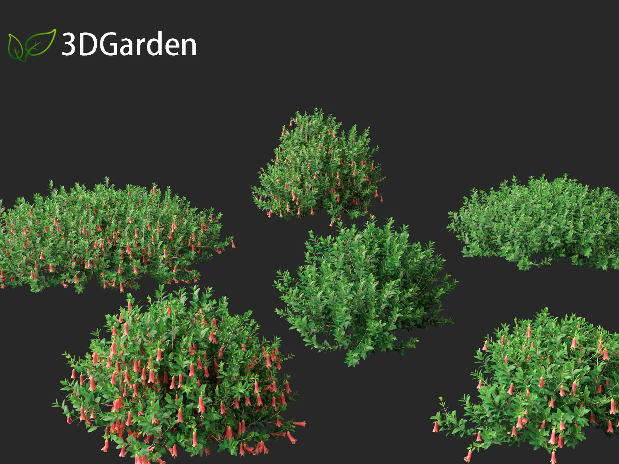 Correa Dusky Bells – Native Fuchsia - 3D Model by 3dgardenplants