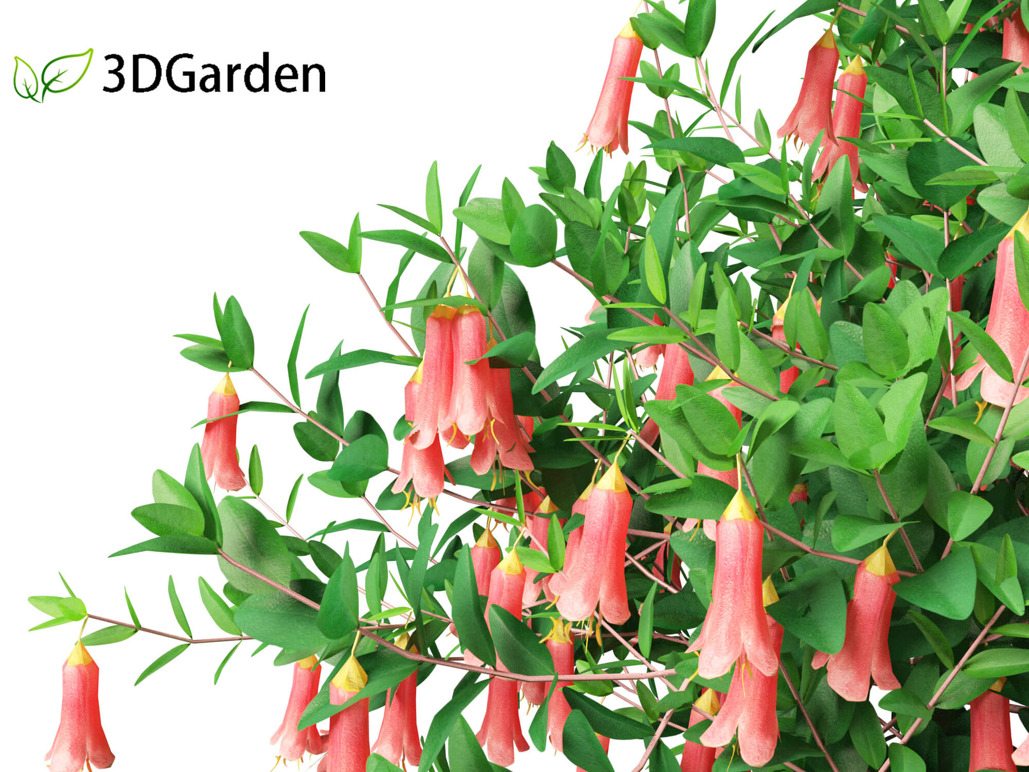 Correa Dusky Bells – Native Fuchsia - 3D Model by 3dgardenplants