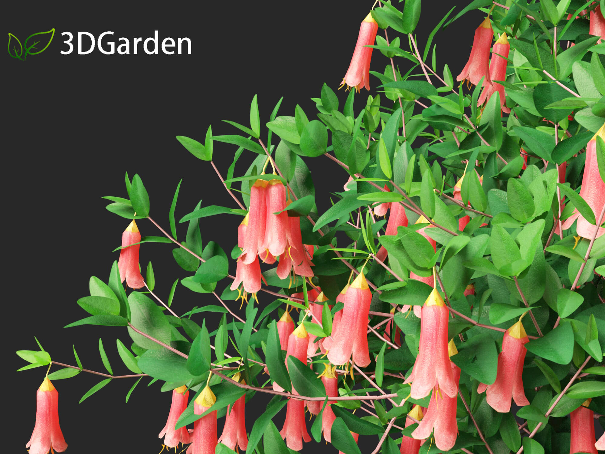 Correa Dusky Bells – Native Fuchsia - 3D Model by 3dgardenplants