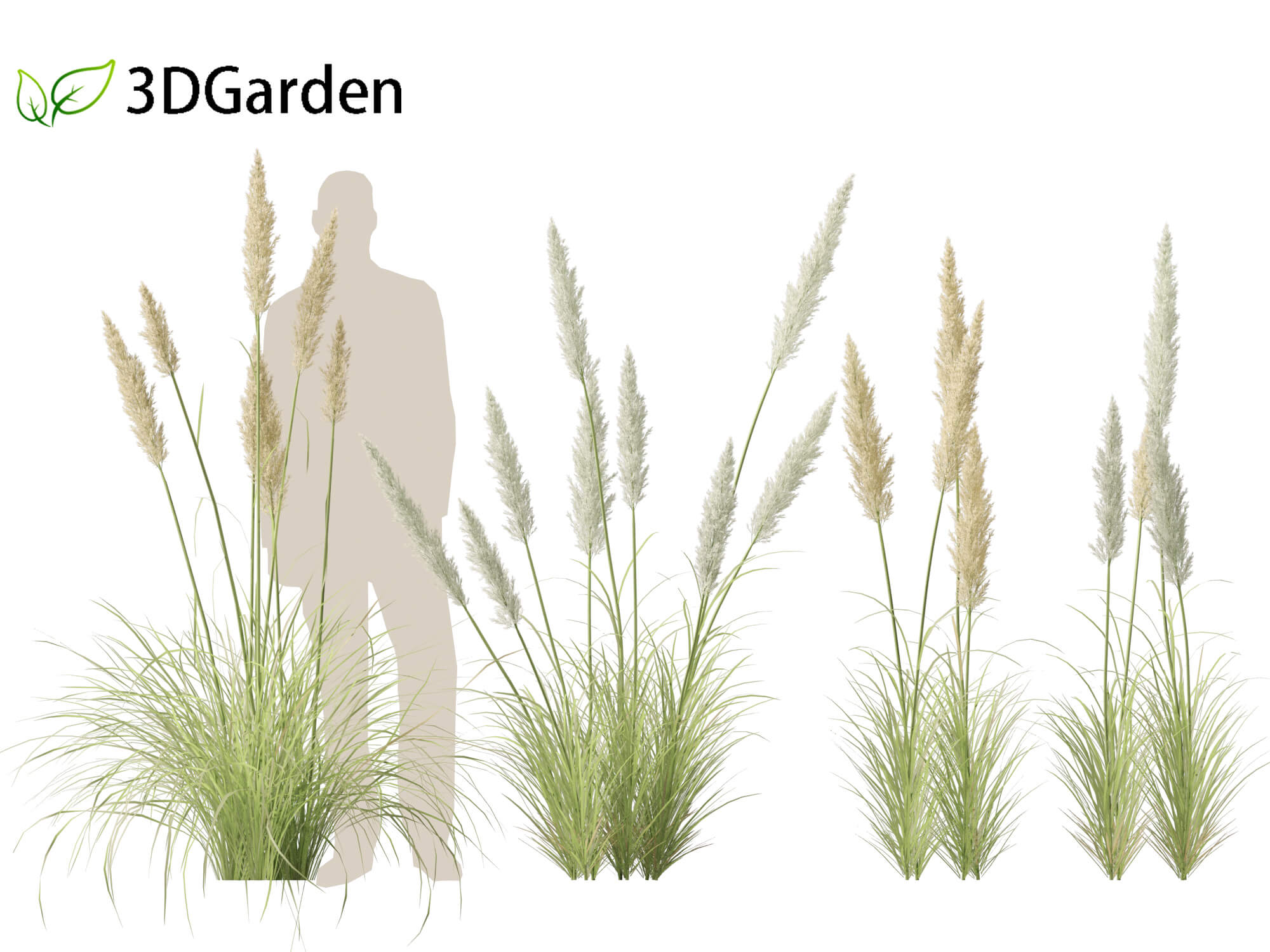 Cortaderia Selloana - Pampas Grass 01 3D Model by 3dgardenplants