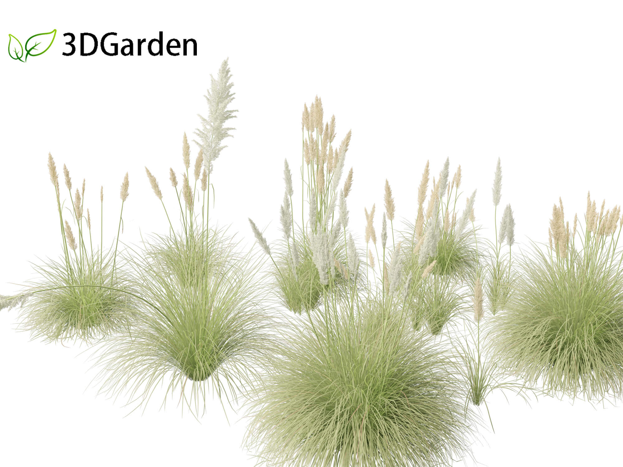 Cortaderia Selloana - Pampas Grass 01 3D Model by 3dgardenplants