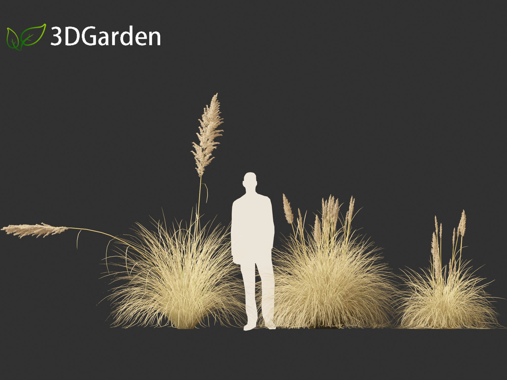 Cortaderia Selloana - Pampas Grass 02 3D Model by 3dgardenplants