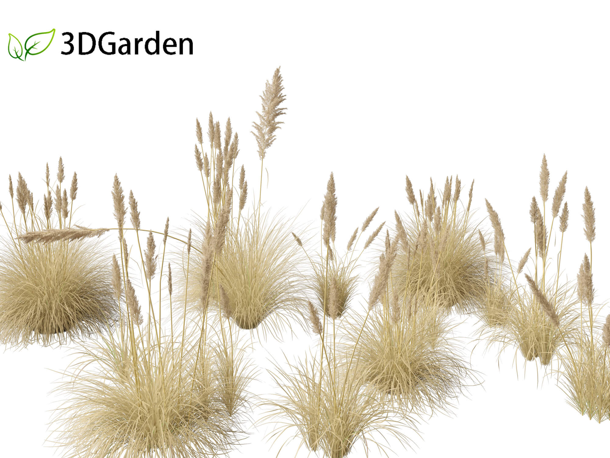 Cortaderia Selloana - Pampas Grass 02 3D Model by 3dgardenplants
