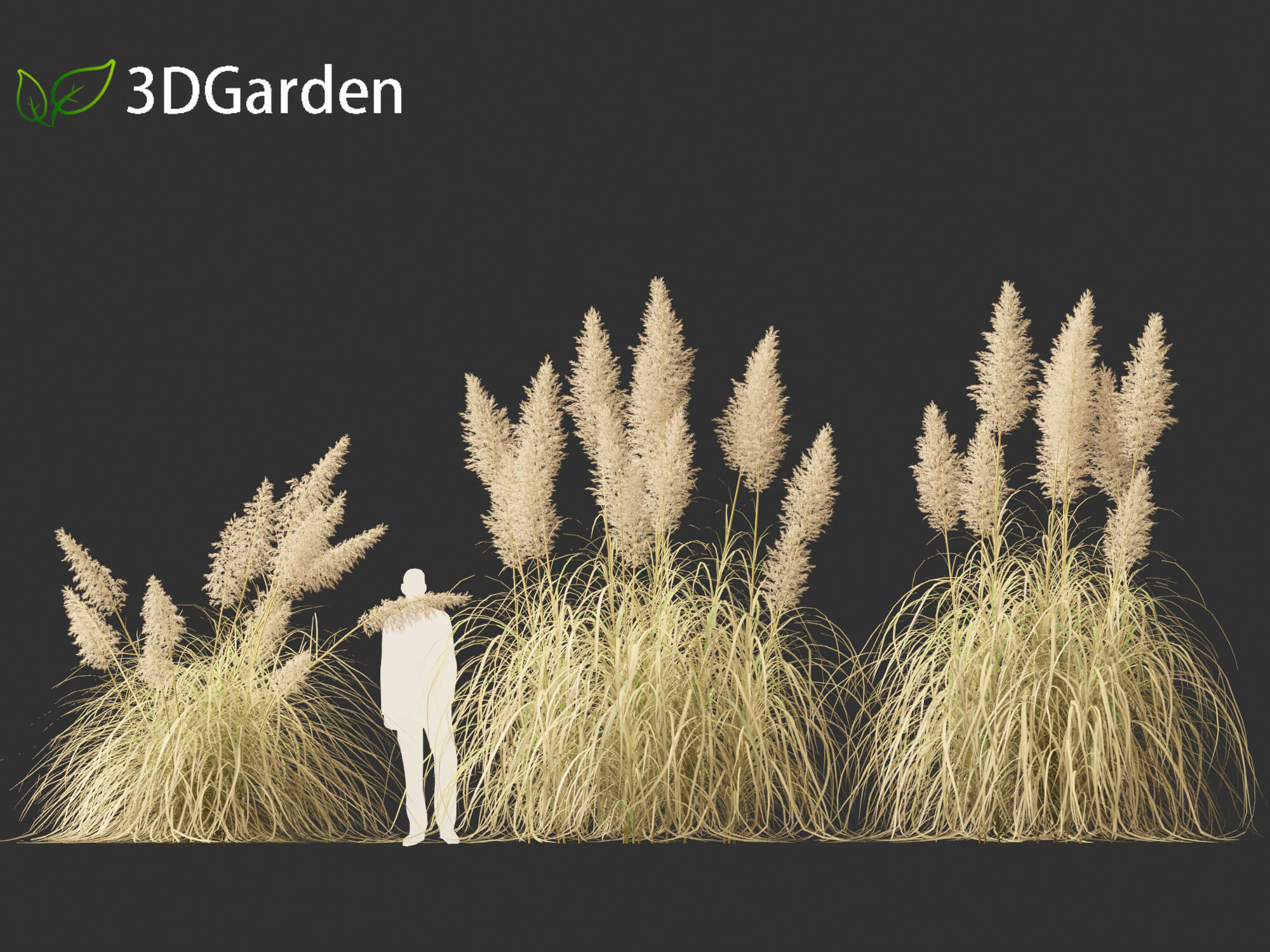 Cortaderia Selloana - Pampas Grass 03 3D Model by 3dgardenplants