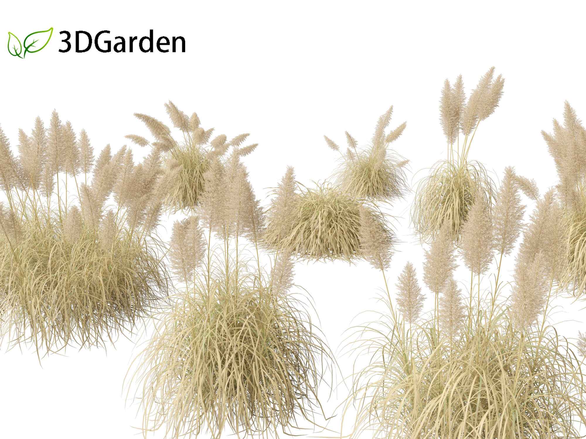 Cortaderia Selloana - Pampas Grass 03 3D Model by 3dgardenplants