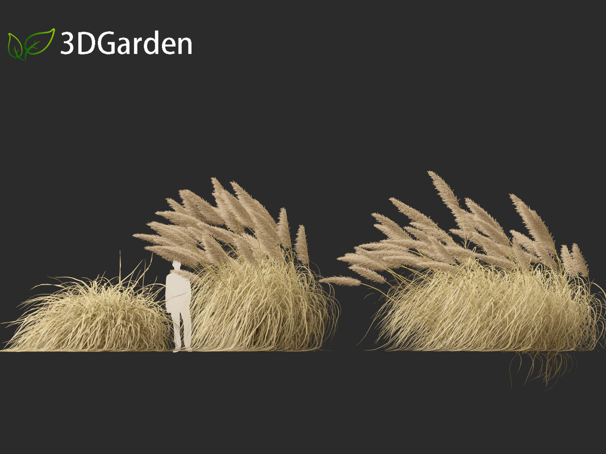 Cortaderia Selloana - Pampas Grass 05 3D Model by 3dgardenplants