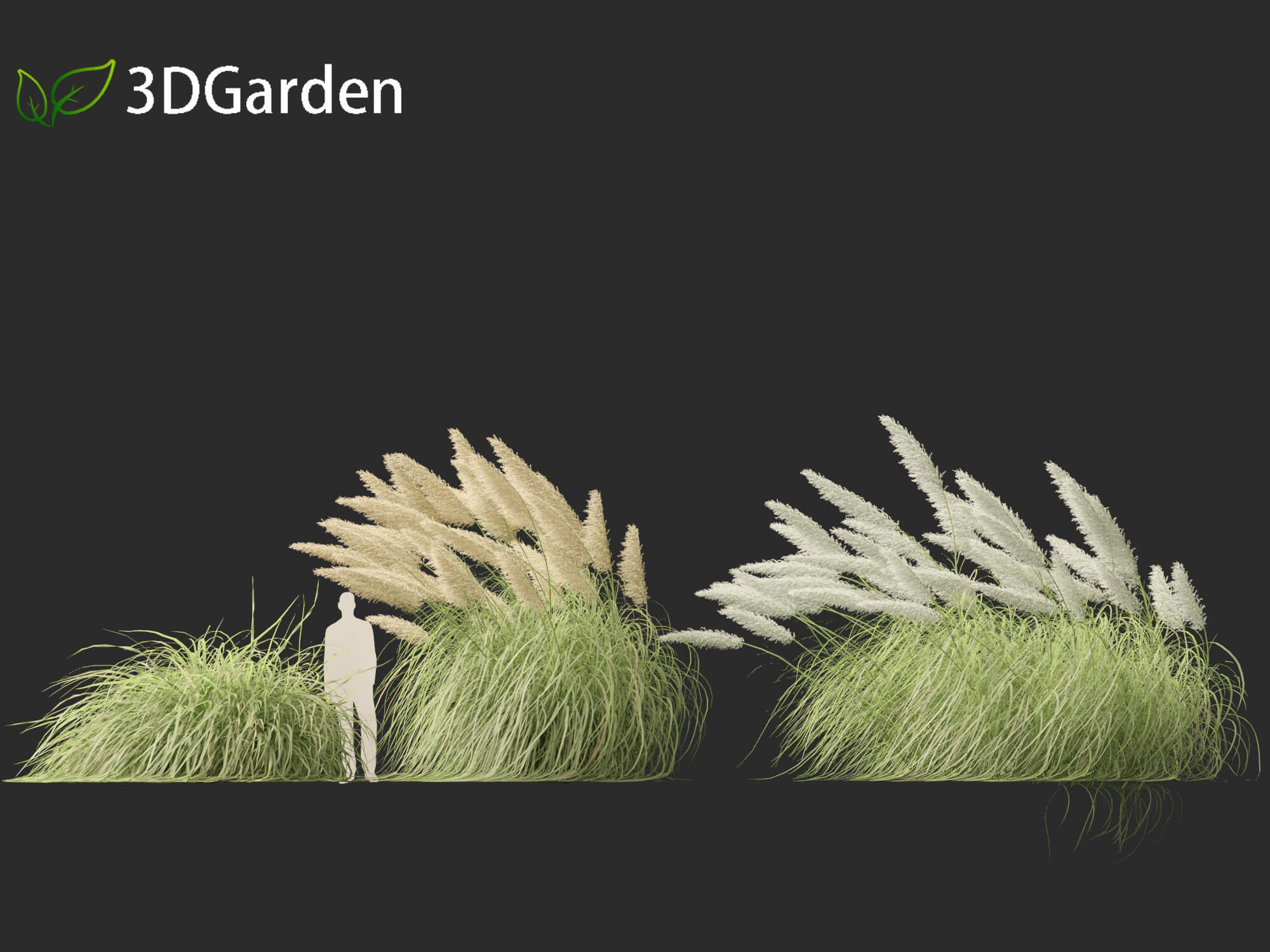 Cortaderia Selloana - Pampas Grass 06 3D Model by 3dgardenplants