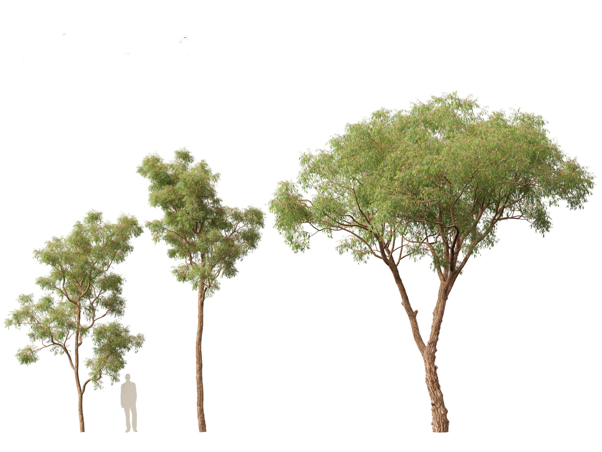 Corymbia Calophylla - Marri 3D Model by 3dgardenplants