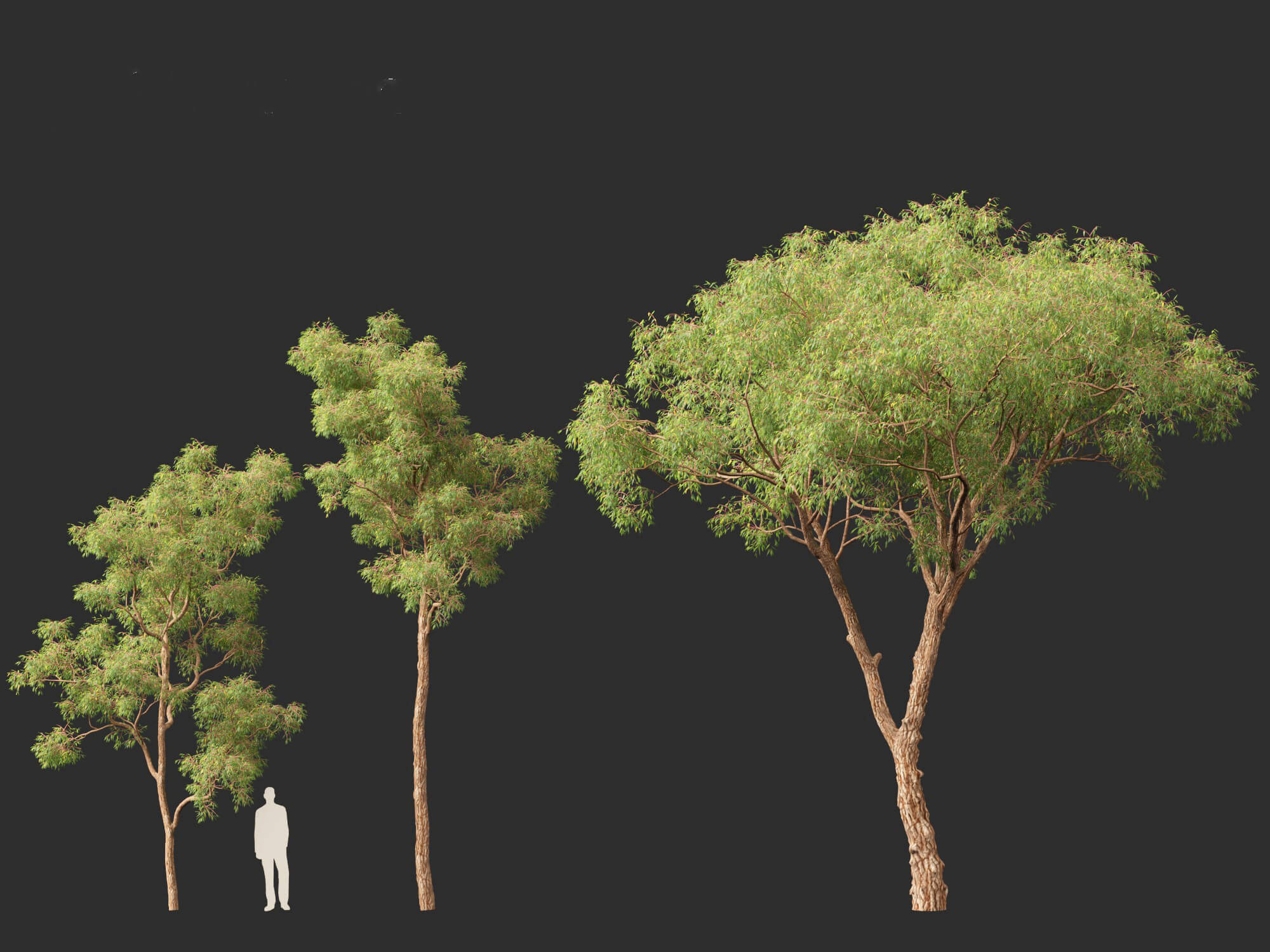 Corymbia Calophylla - Marri 3D Model by 3dgardenplants
